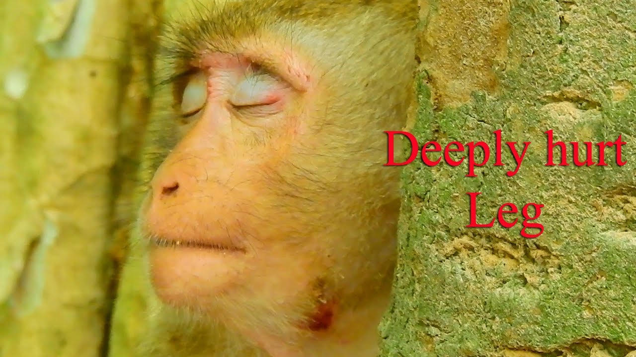 Pity monkey broken leg without know reason we will help tread him hope ...