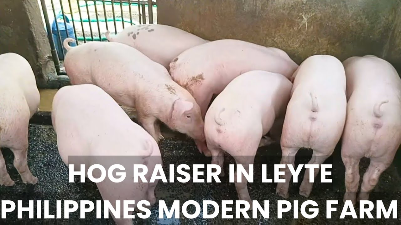 Hog Raiser in Leyte Philippines I Modern Pig Farm Incredible Livestock Raising I Akie The ...