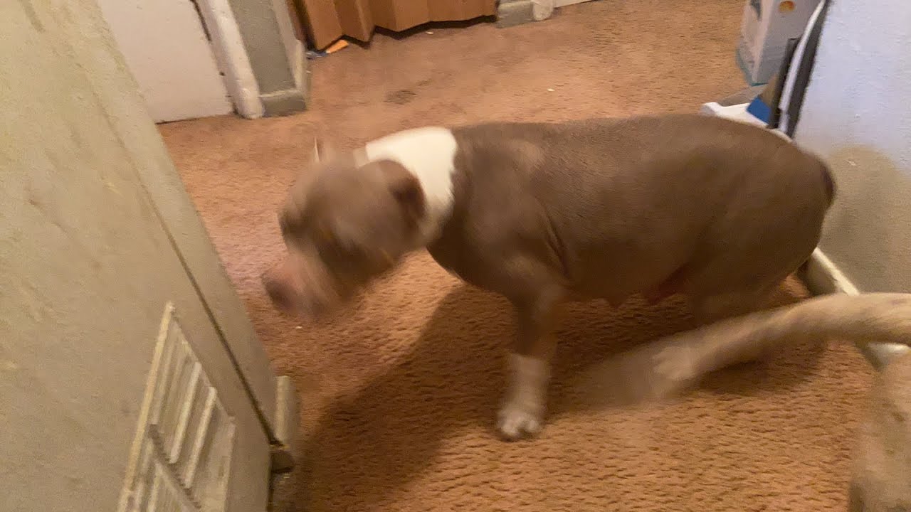 American bully Storm and dual sire puppies - YouTube