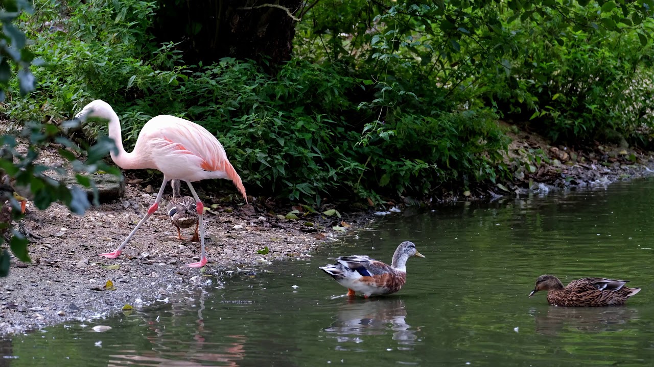 Beautiful Flamingo Bird | Flamingos scene | No Copyright Free Youtube ...