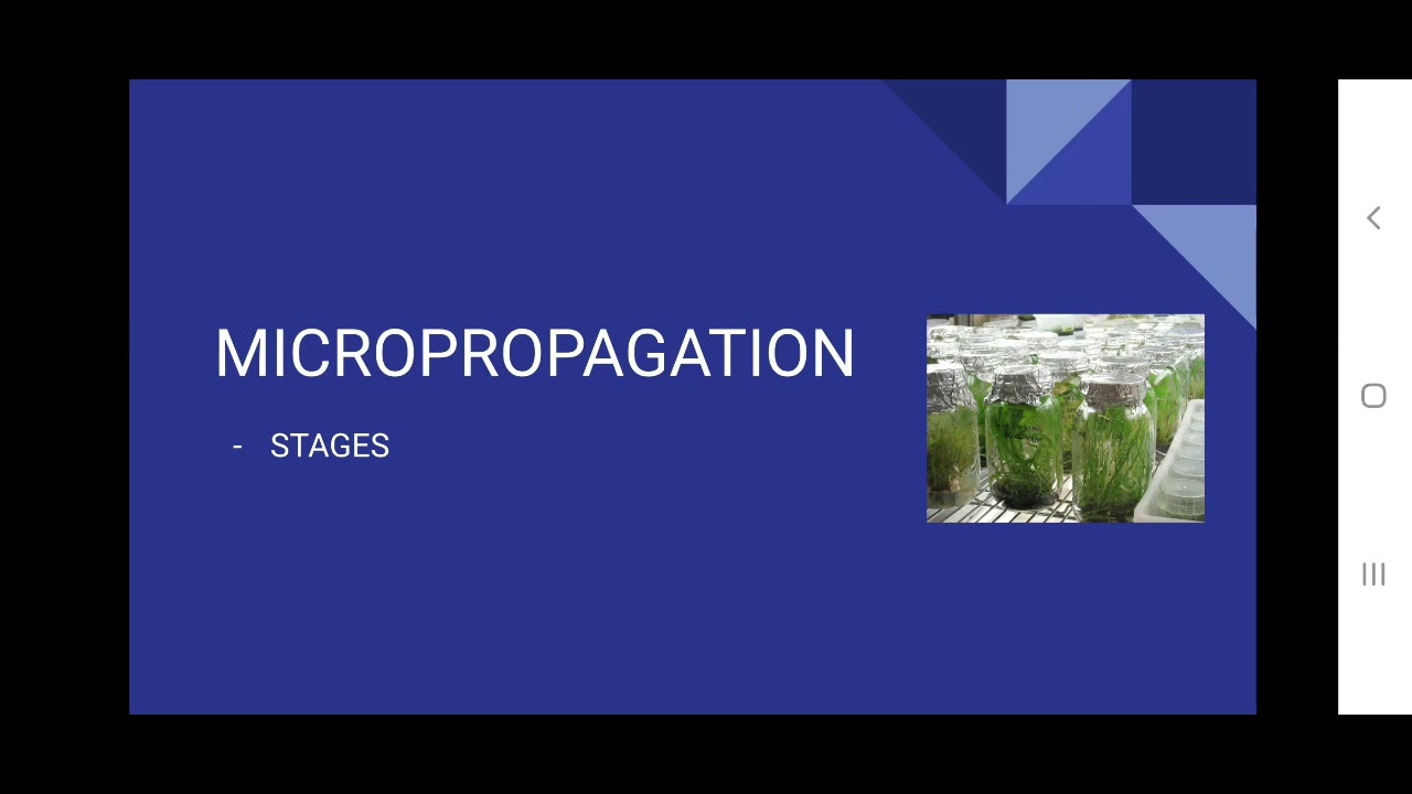 Micropropagation- Stages - YouTube