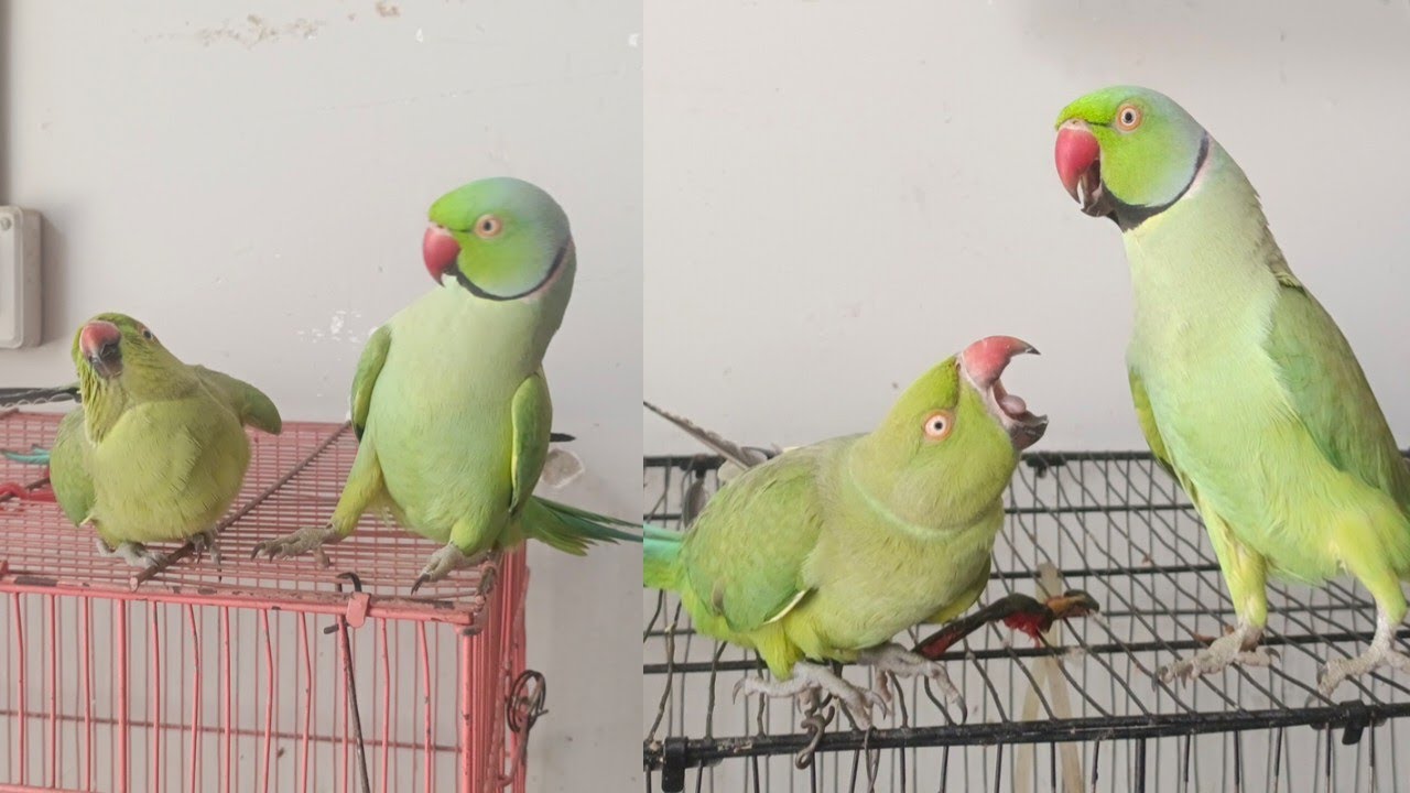 So Many Speaking Parrots | Green Talking Parrots - YouTube