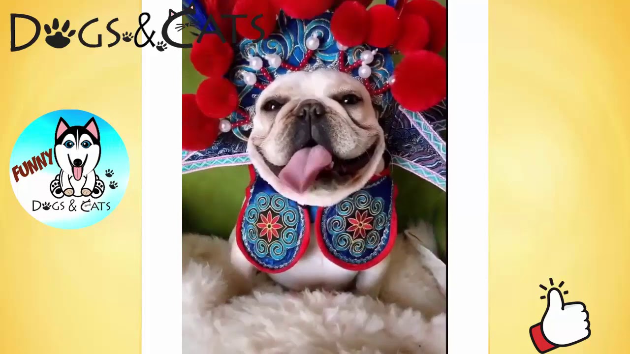 04 Impossible Try Not To Laugh Funny Animal Compilation Clean Funny ...