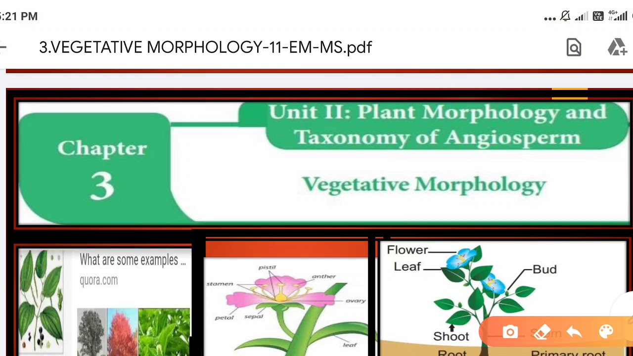 Plant morphology and taxonomy of angiosperms - YouTube