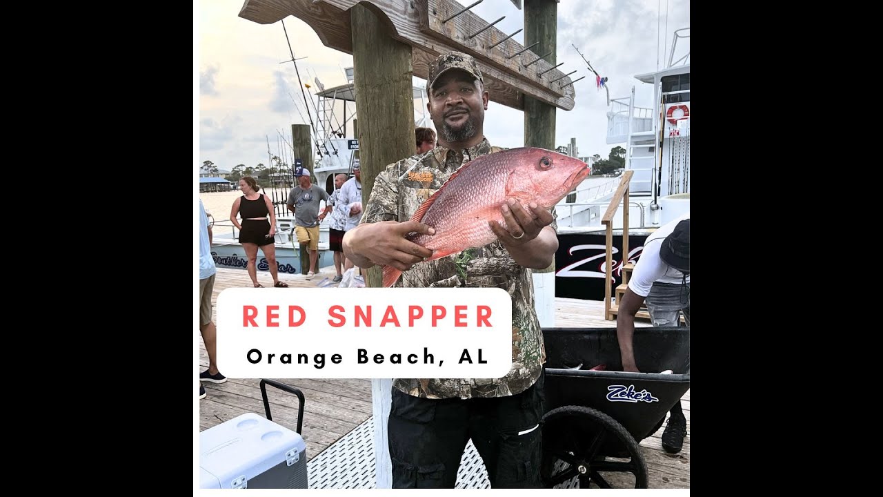 Reeling in the FUN! Red Snapper fishing Adventure in Orange Beach, AL ...