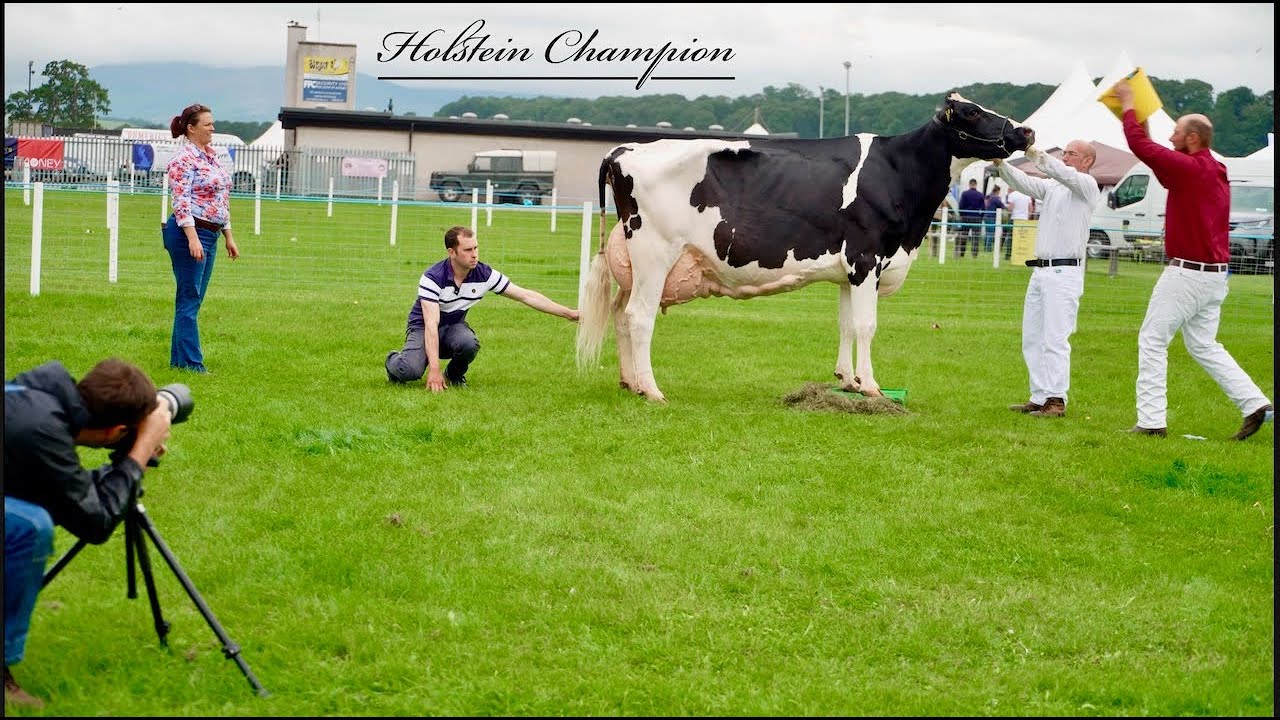 Cattle Photography at Dumfries & Lockerbie Show - Holstein Champion ...