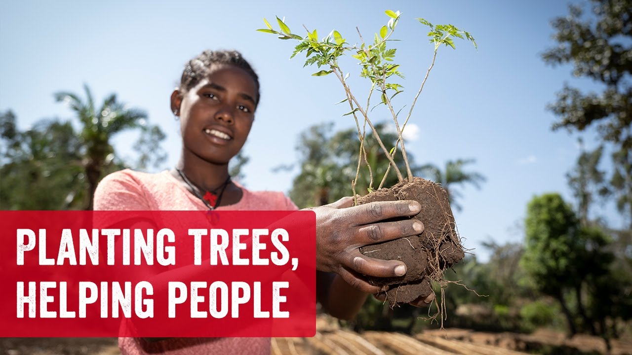 Reforestation in Ethiopia: Planting trees - fighting poverty ...