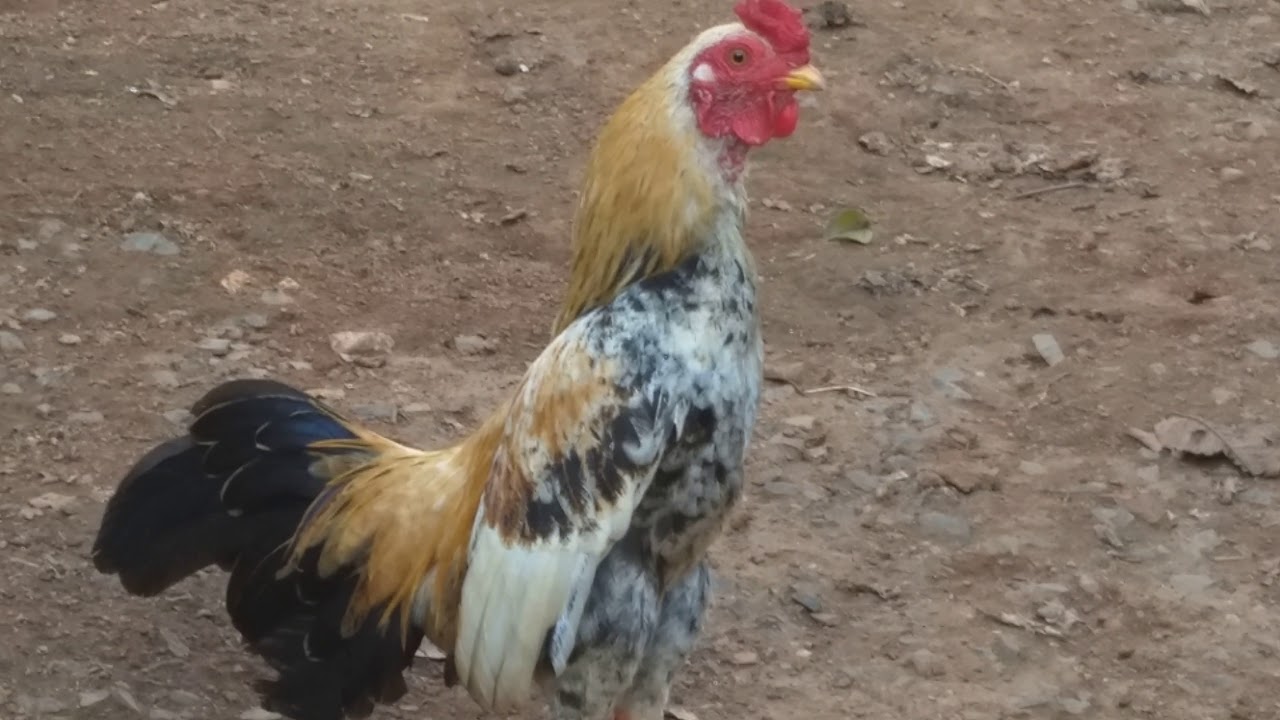 Galo Garnizé em 4K - YouTube