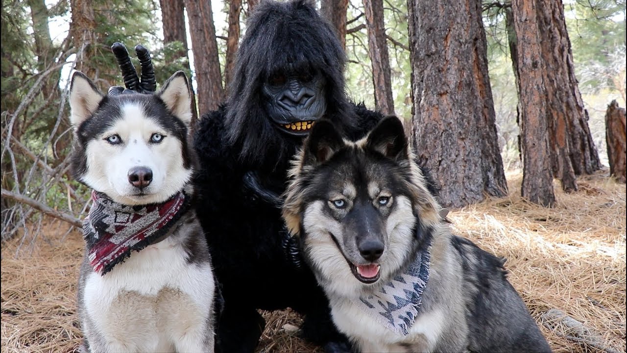 Dogs Befriend Gorilla in the Woods! Funny Prank on my Huskies! - YouTube