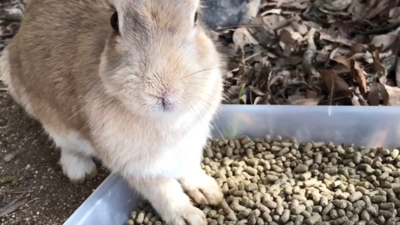 Hey rabbit, are you going to sleep there? LOL! - YouTube