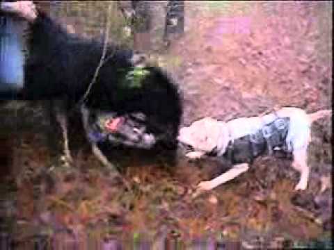 Southern Arkansas Hog Hunting - YouTube