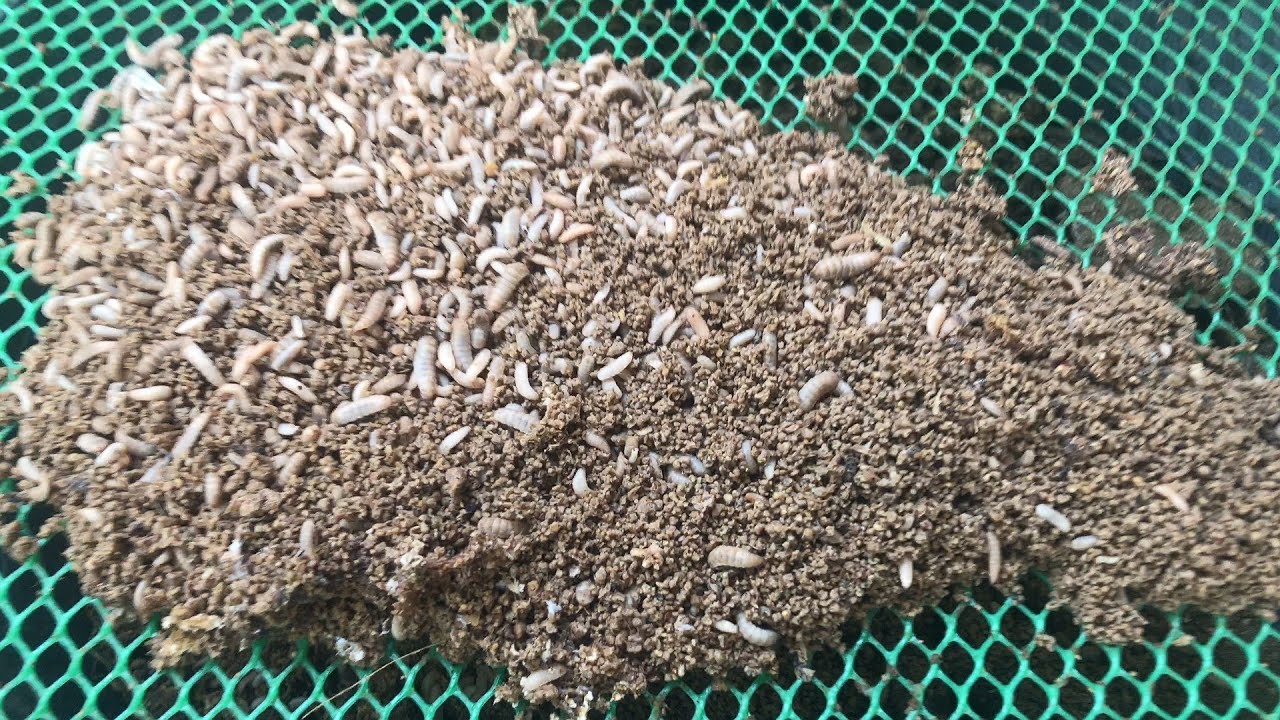 Black Soldier Fly - How to Grow (First Hand Experience) E2S2 4K HD ...