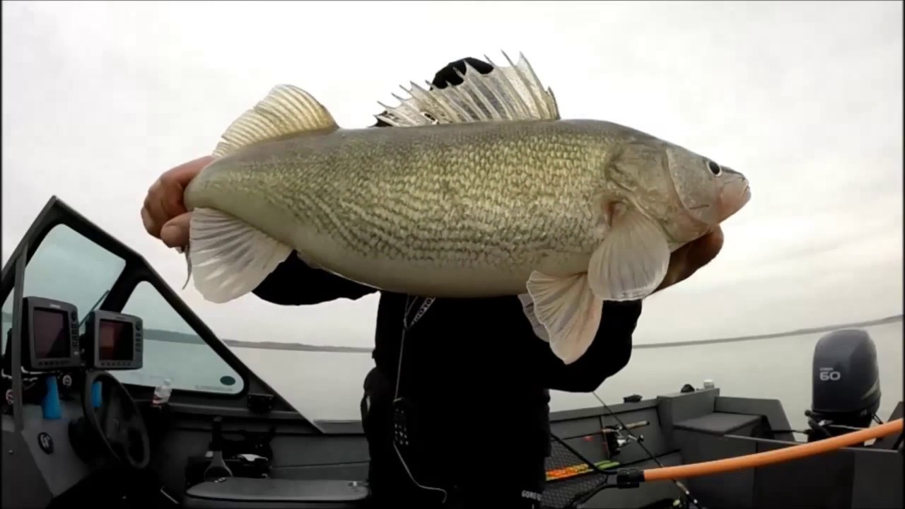 Experience Kansas January Clinton Walleye - YouTube