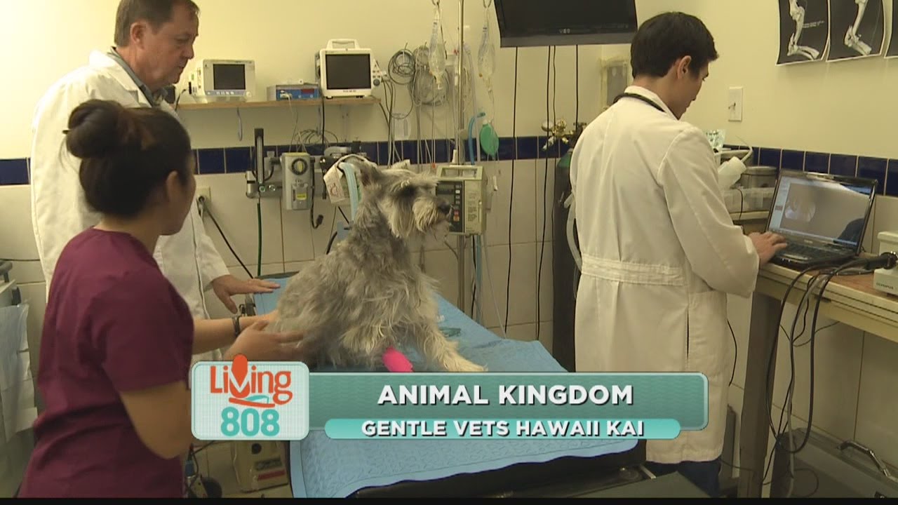 Pet Medical Technology with Gentle Vets Hawaii Kai - YouTube