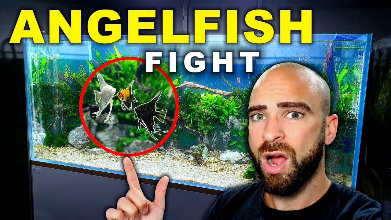 ANGELFISH FIGHT | BEAUTIFUL FISH ARE FIGHTING!! - YouTube