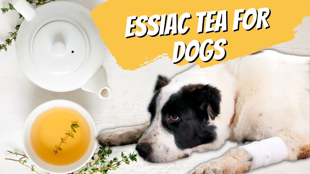 Essiac Tea For Dogs with Cancer - YouTube