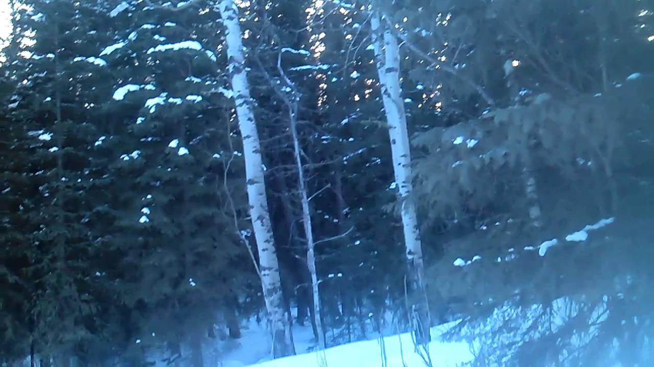 Suspicious creatures in the woods - YouTube