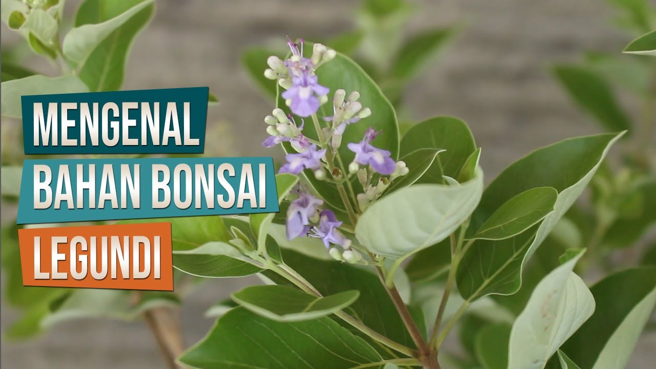 Mengenal Bahan Bonsai Legundi Bersama Pak Supahar - YouTube