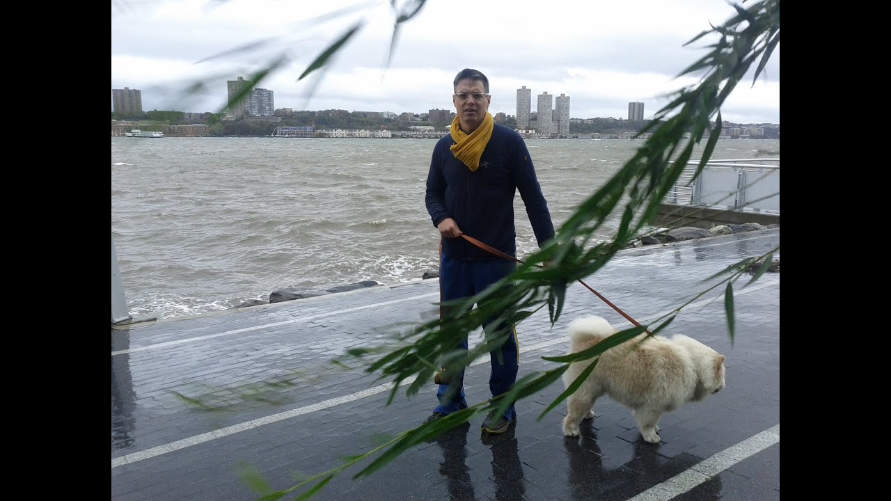 Manhattan dogs brave Sandy the Hurricane - YouTube