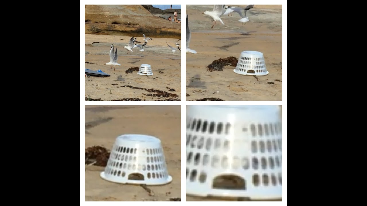 HOW TO CATCH A SEAGULL - YouTube