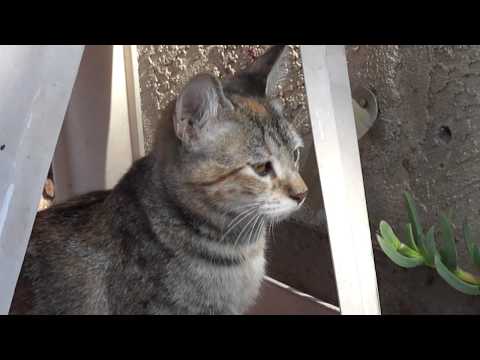 Cat's Reaction To Fart