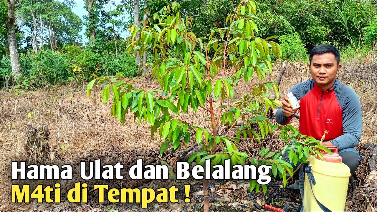 Cara Membasmi Hama Ulat dan Belalang Yang Sering Makan Daun Durian ...