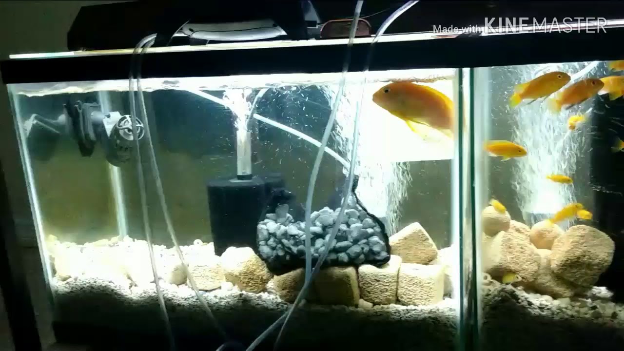 Yellow lab cichlids 20 tall aquarium update feeding New Life spectrum ...