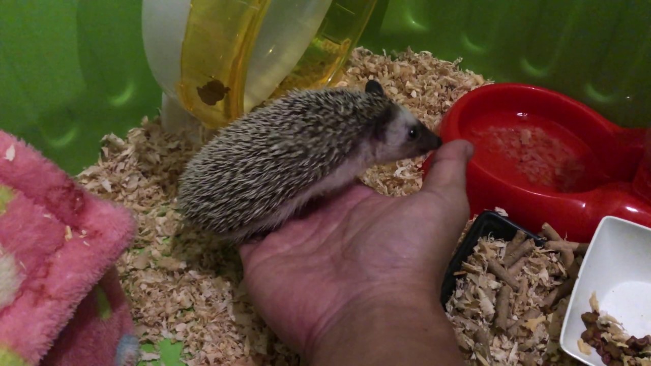 고슴도치 친해지기 Hedgehog handling เม่นแคระ - YouTube