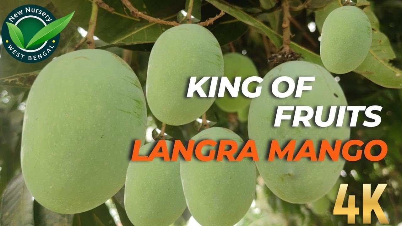 Langra Mango | लंगड़ा आम | ল্যাংড়া আম I राजशाही का लंगड़ा हूँ - YouTube