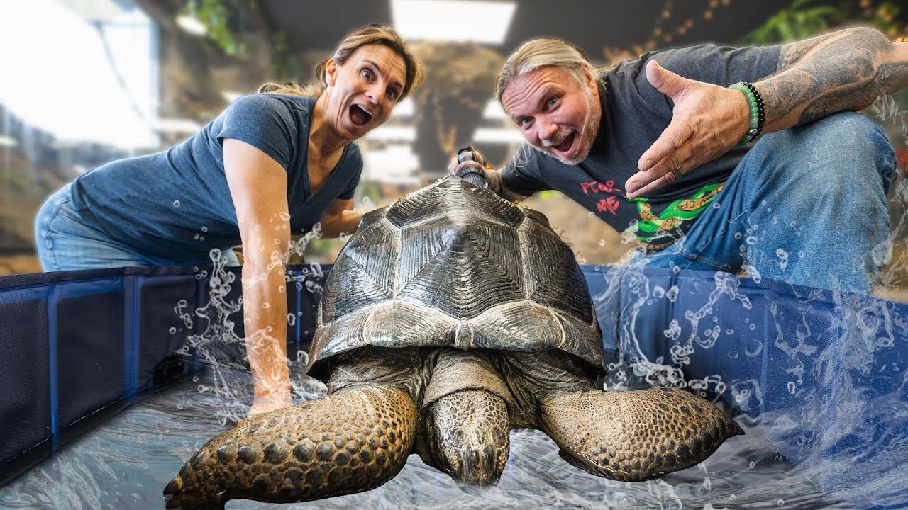 Giant Tortoise Gets a Bath for the FIRST TIME!! - YouTube