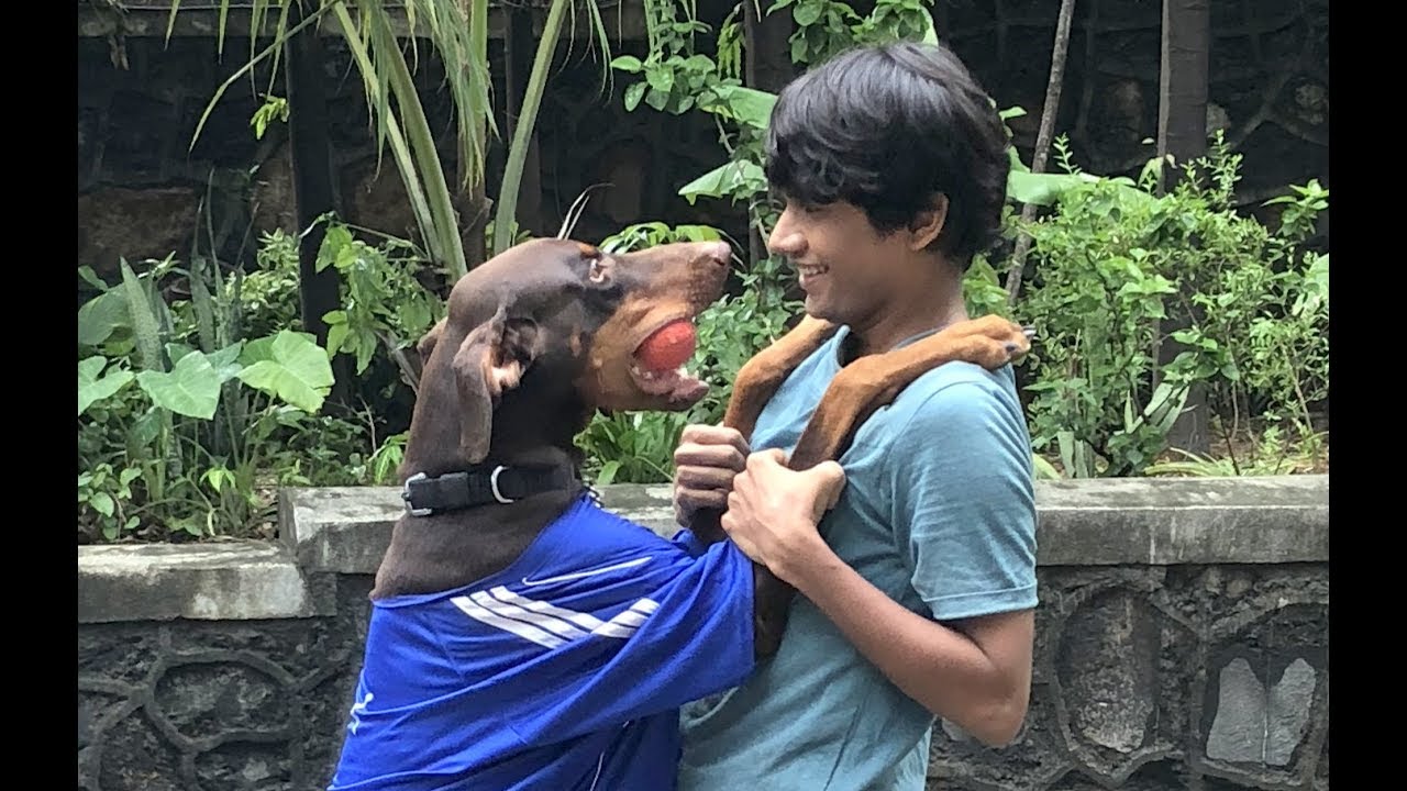 DOG SHORT FILM | BIG POCKET PART 2 || MOHAK MEET - YouTube
