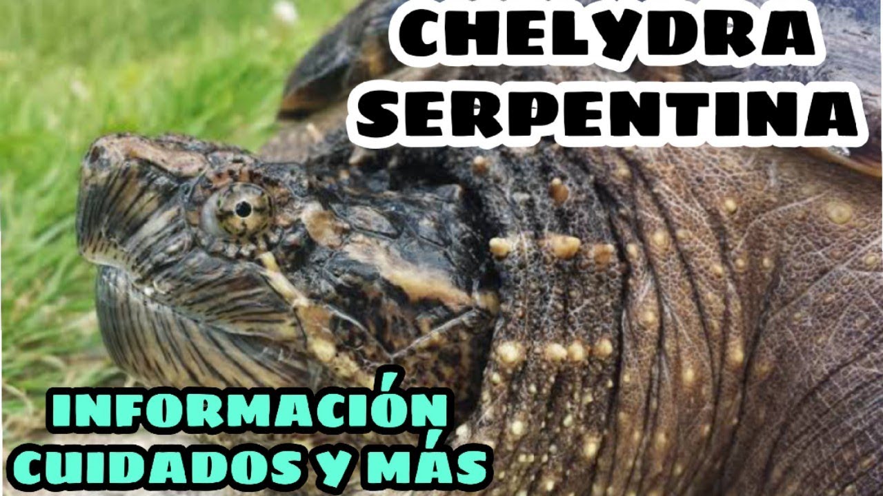 Cuidados de la Tortuga Lagarto (Chelydra Serpentina) - YouTube
