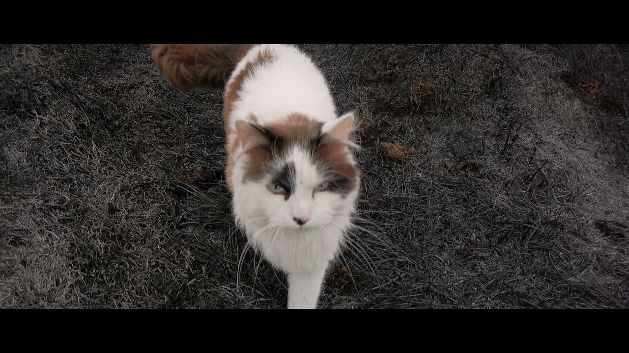 cat videos for kids,cat funny shorts,cute kitten - YouTube