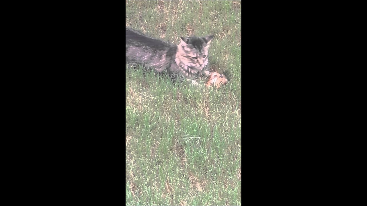 Cat hunts and destroys squirrel. - YouTube