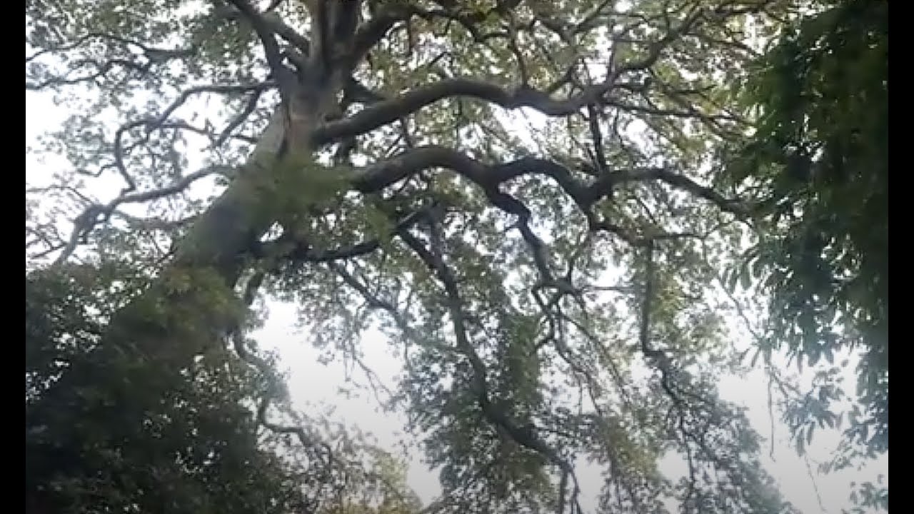 The sad necessity of felling a huge mature Turkey oak tree - YouTube