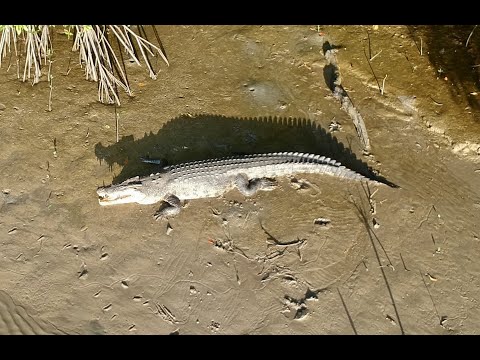 Cape York Wild - YouTube