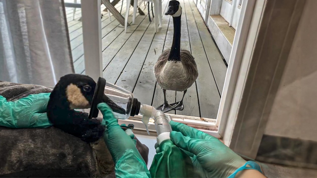 Devoted goose breaks into vet clinic to comfort injured mate - YouTube