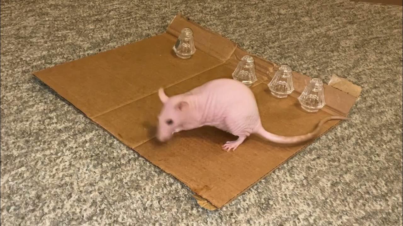 My smart pet rat Tofu practicing some scent work! - YouTube