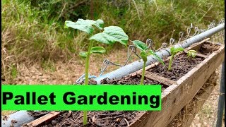 Pallet Gardening || CHEAP QUICK AND EASY || How to Grow Vegetables in the Back Yard
