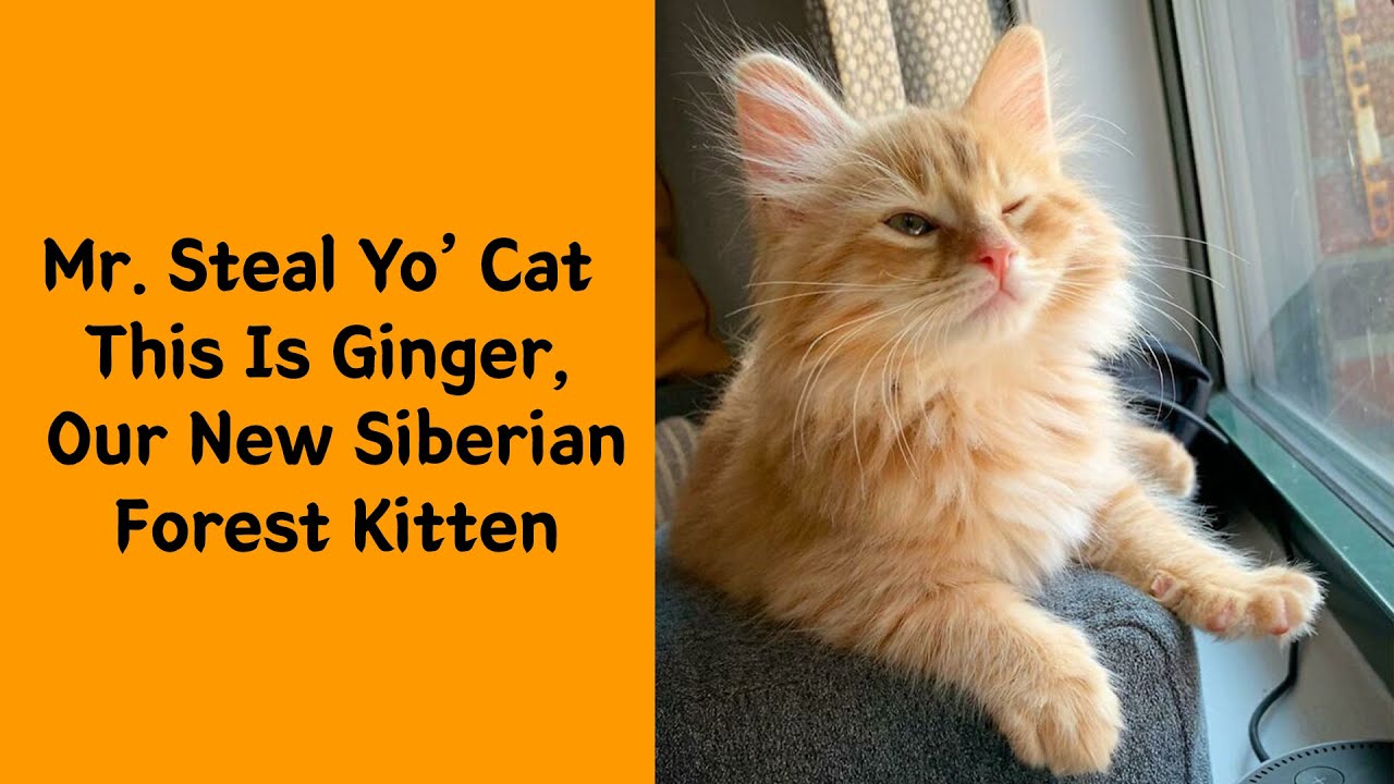 50 Funny Orange Cats That Are Basically Tiny Tigers - Cute cat - YouTube