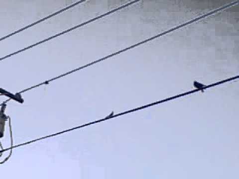 Northern Mockingbird harassing an American Crow! Mountain View, CA ...