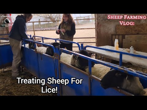 Lice in Sheep? Here’s How We Handle It at Ewetopia Farms! - YouTube