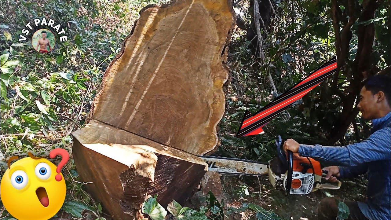 Big Tree vs Fastest stihl machine chainsaw 2023 | Tree Cutting in ...