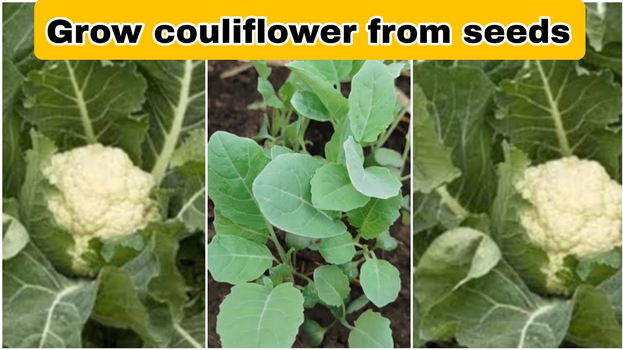 Grow couliflower from seeds/ फूलगोभी के पौधे बीज से कैसे उगाए ताकि बीज ...