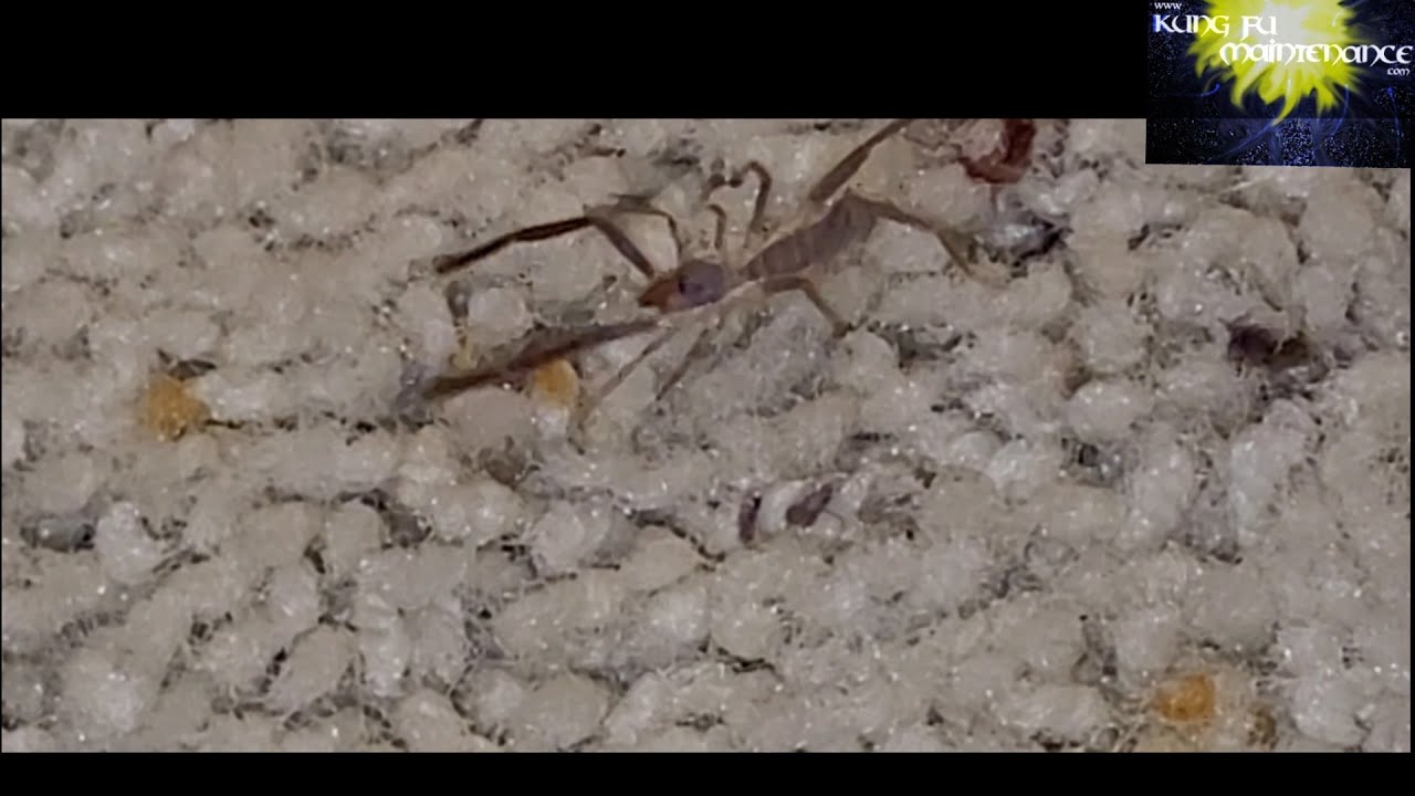 Crazy Looking Spider With Big Arms - YouTube