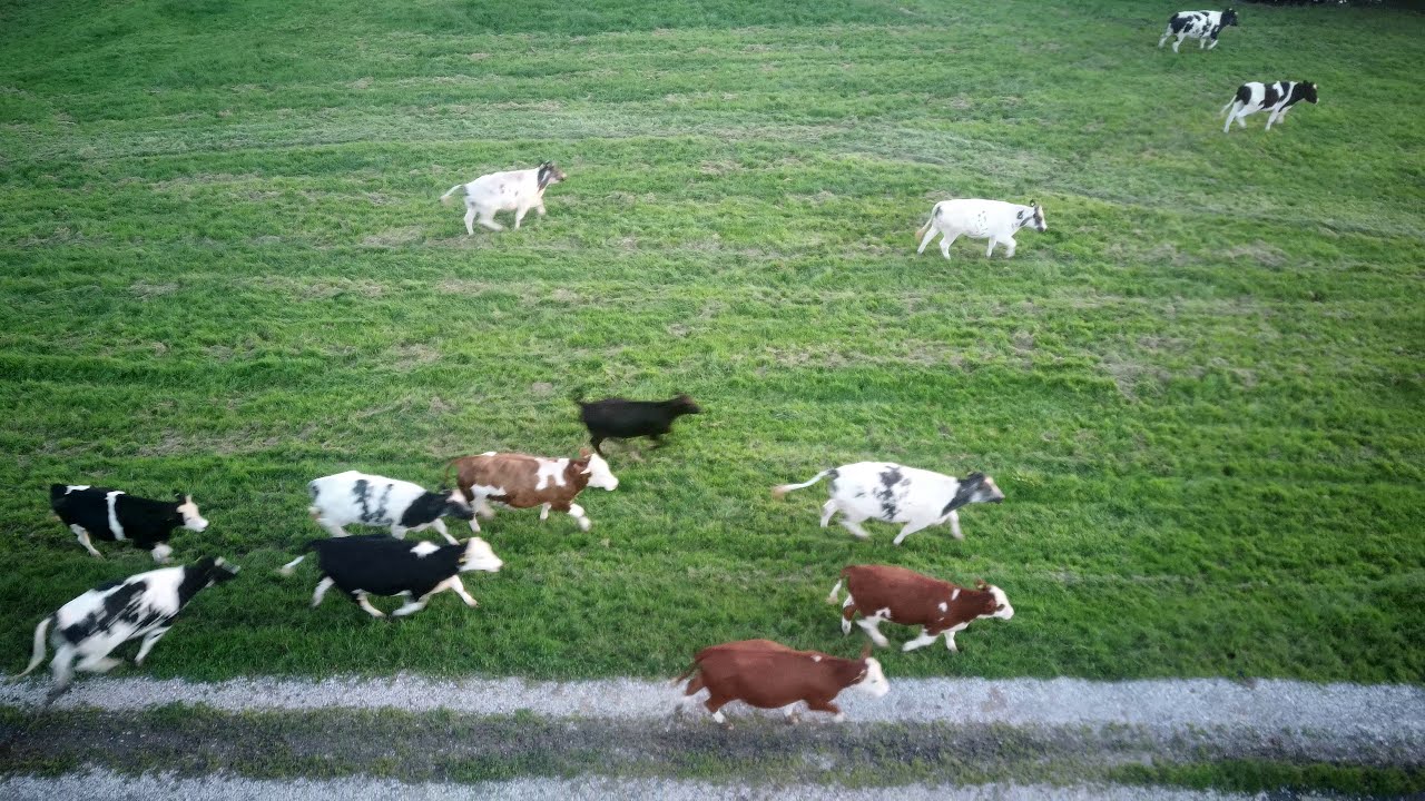 MOOOOOOOOOOOOOOOOOOOOOOOOOOOOOOOOOOOOOOOOOOOO - YouTube