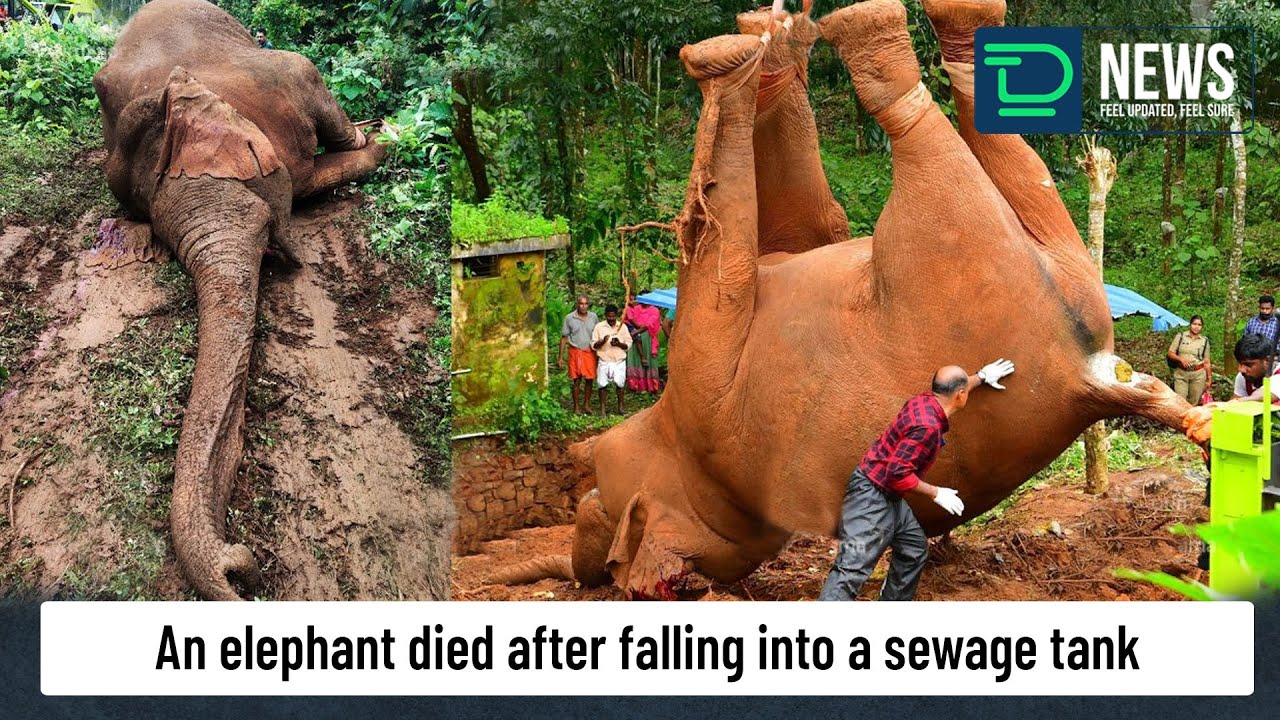 An elephant died after falling into a sewage tank| 25.08.22 #deafnews # ...