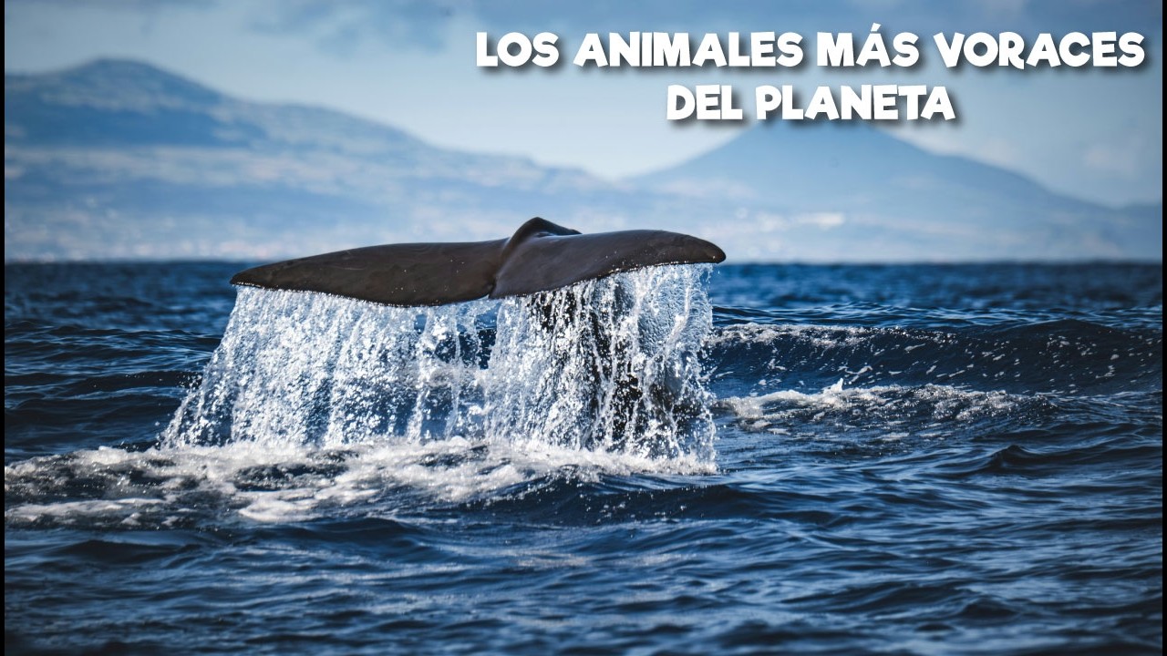 Los animales más voraces del planeta parte 3 - YouTube