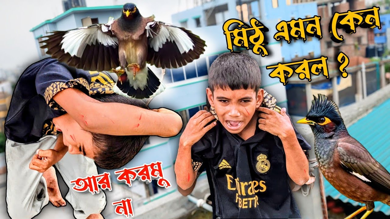 মিঠুর রাগ –এক বাচ্চার উপর হামলা, তারপর অজানা গন্তব্যে উড়ে যায় | # ... মিঠুর রাগ –এক বাচ্চার উপর হামলা, তারপর অজানা গন্তব্যে উড়ে যায় | # ...