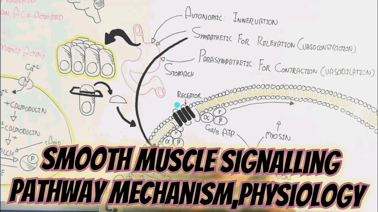Smooth Muscle Signalling Pathway Contract/Relax @umerfarooqbiology7083 ...